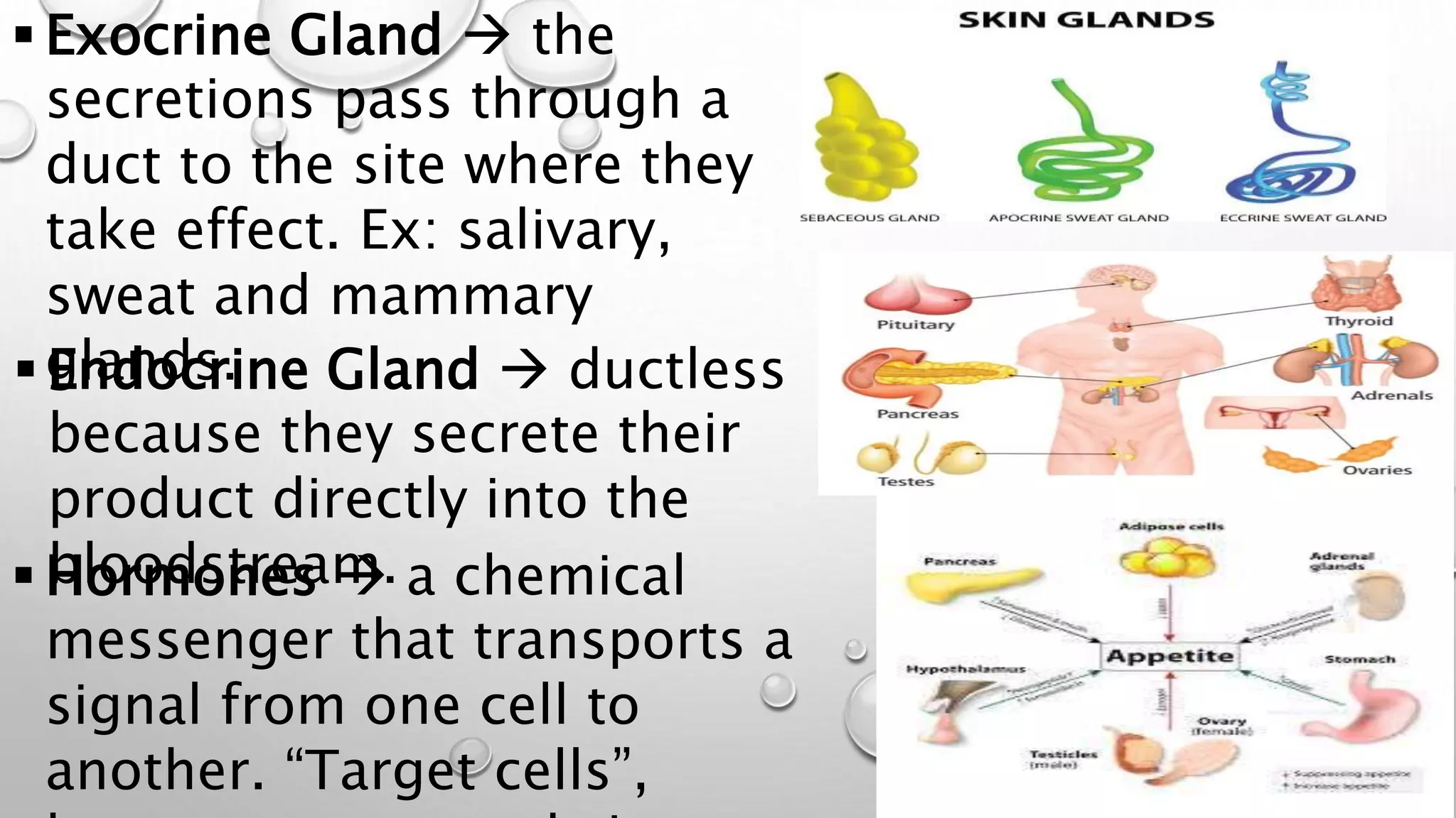 endocrine-system.pptx