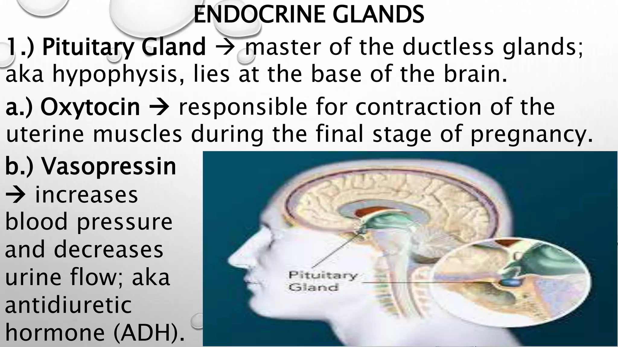 endocrine-system.pptx