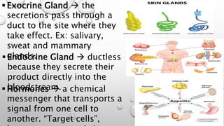 endocrine-system.pptx
