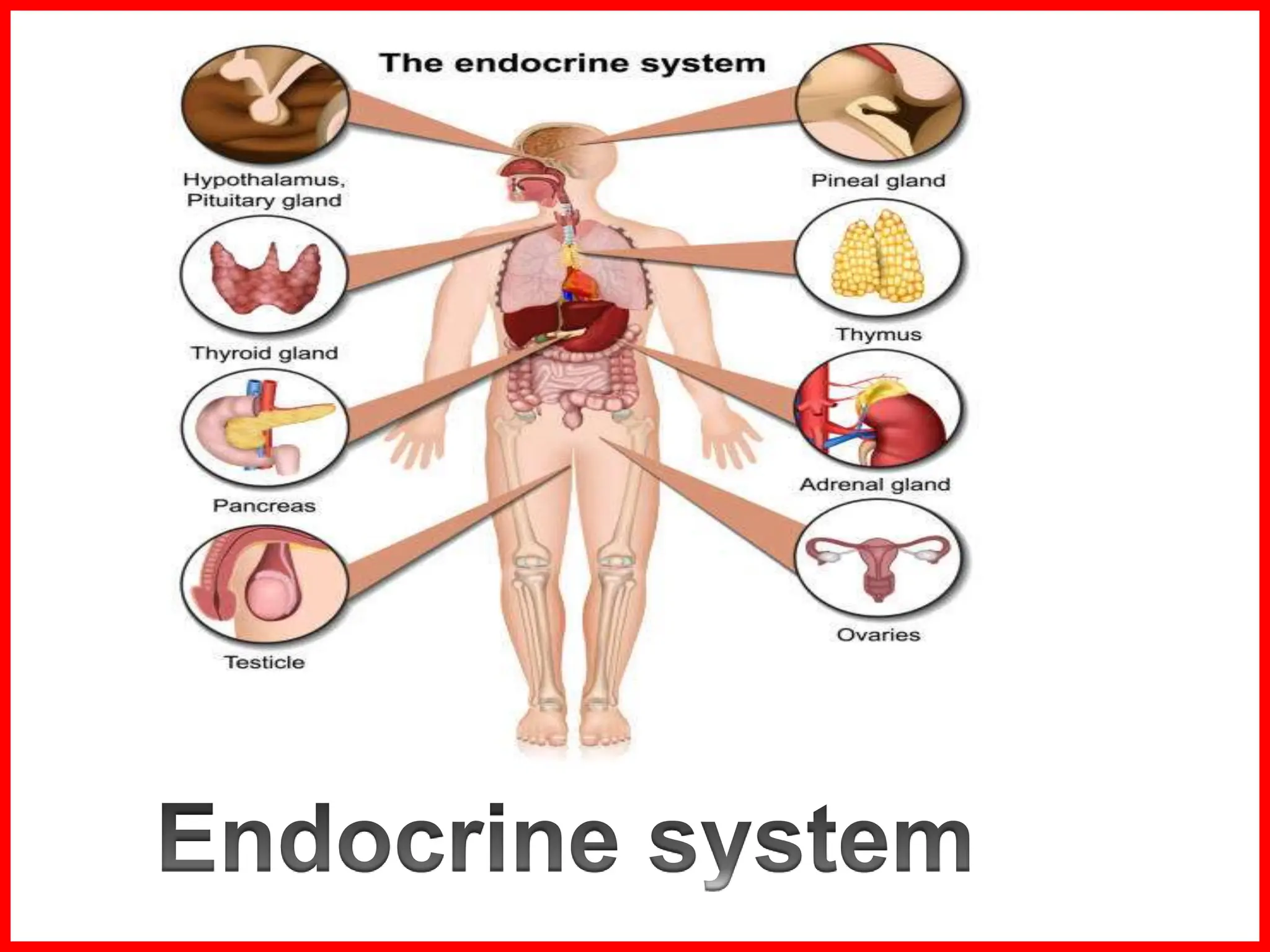 Endocrine about glands and Hormones secretiom | PPT