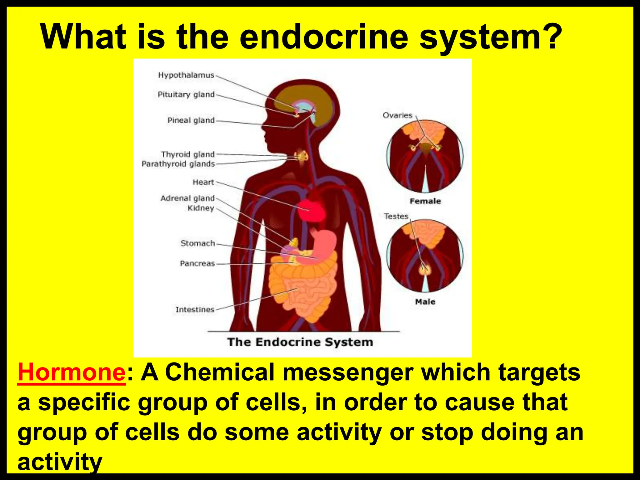 Endocrine about glands and Hormones secretiom | PPT