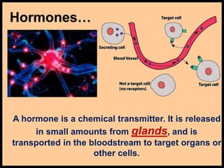 Endocrine about glands and Hormones secretiom | PPT