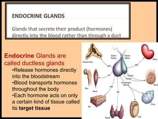 Endocrine about glands and Hormones secretiom | PPT