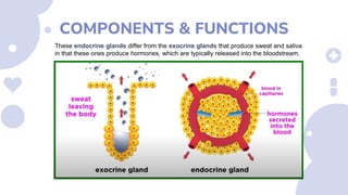 Endocrine-System.pptxxxxxxxxxxxxxxxxxxxxxxxxxx | PPTX