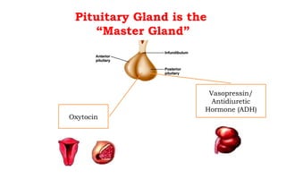 Endocrine-System by me david larryson D. | PPT