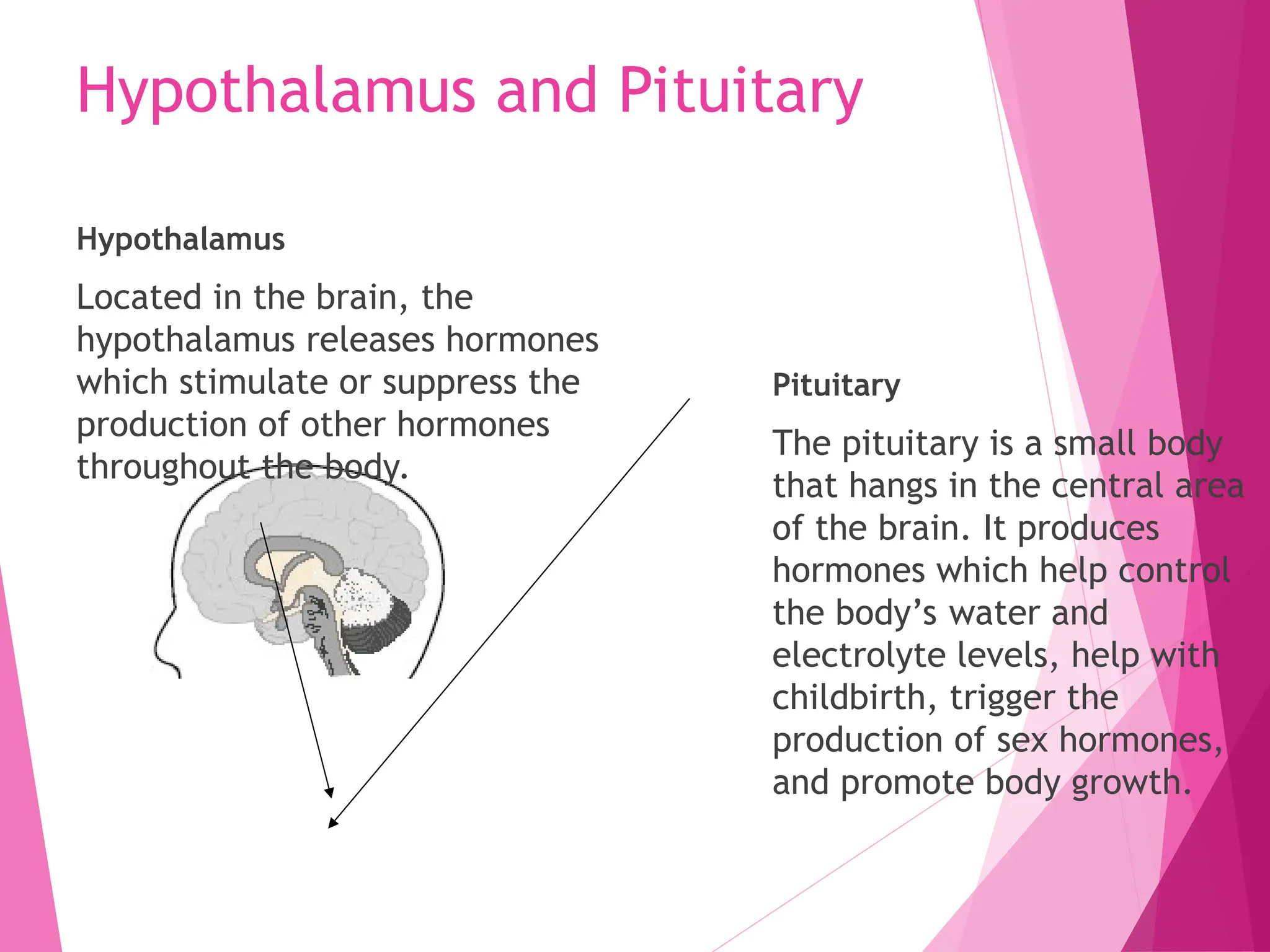 Endocrine-System-PPT Endocrine-System-PP | PPT
