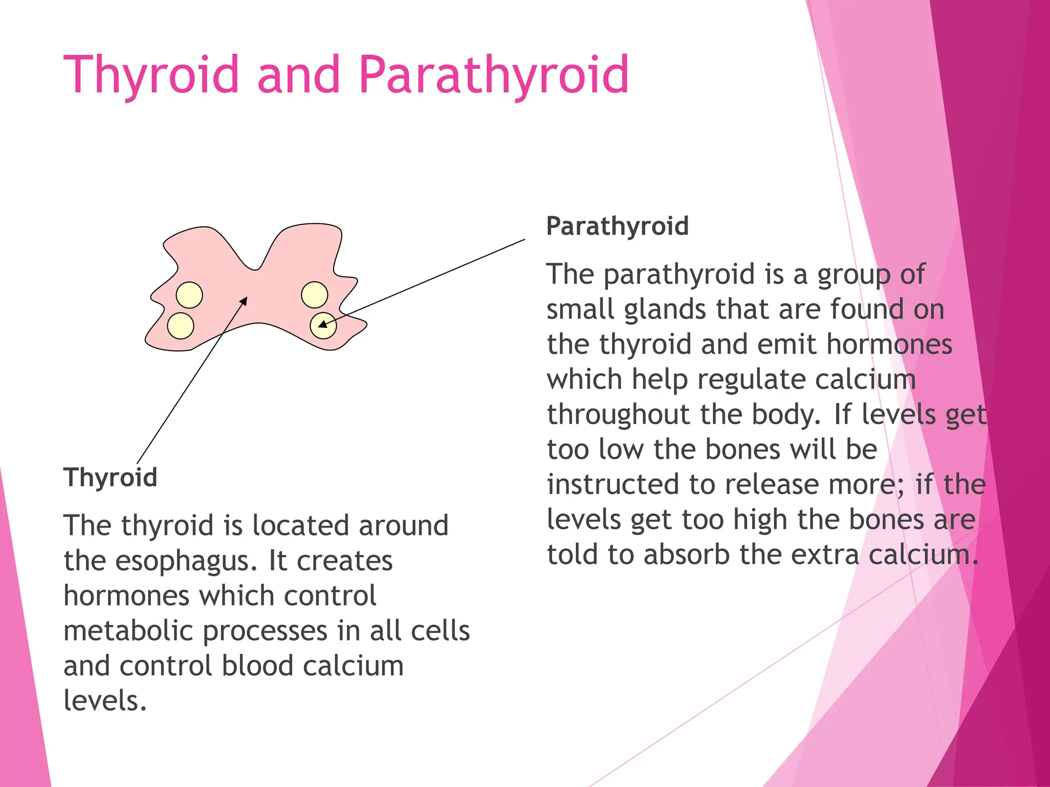 Endocrine-System-PPT Endocrine-System-PP | PPT
