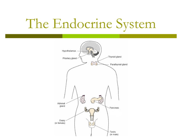 chap 1 psychology cssEndocrine-System.ppt