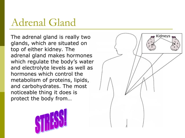 chap 1 psychology cssEndocrine-System.ppt