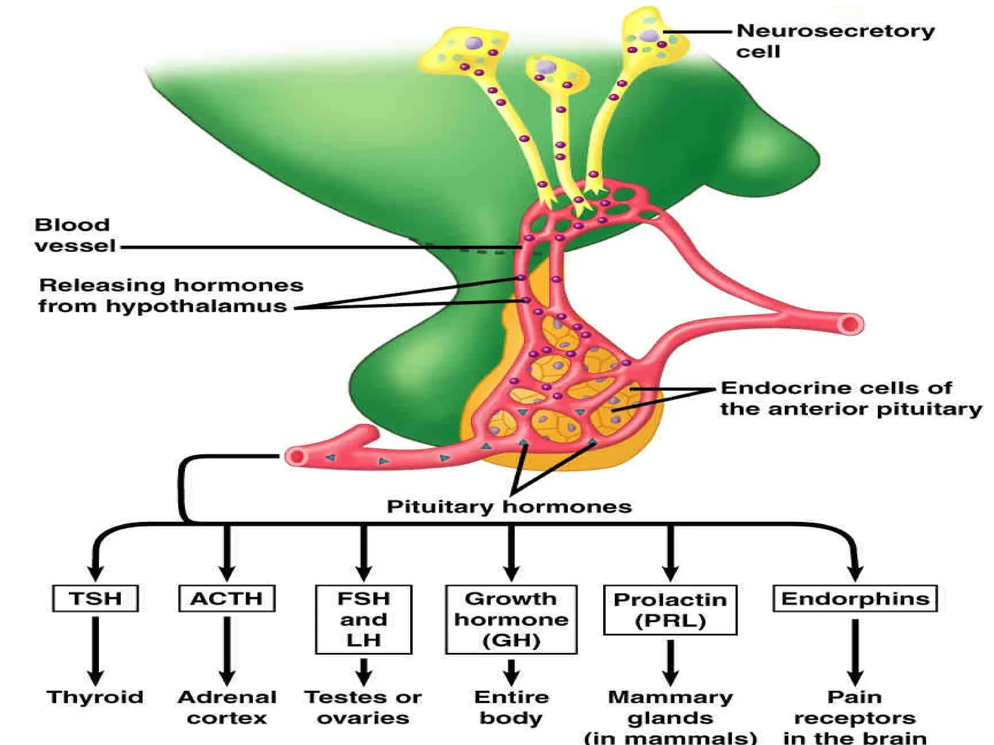ENDOCRINE-SYSTEM all about the endocrine | PPT
