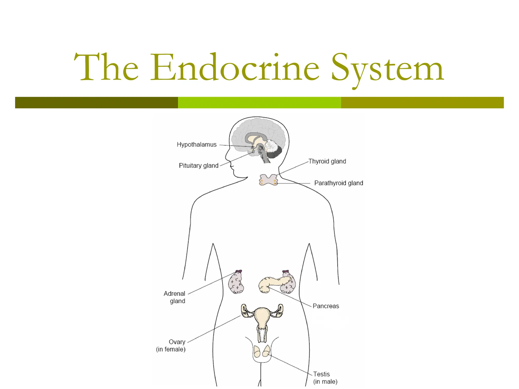 Endocrine-System.ppt hormone and their function | PPT