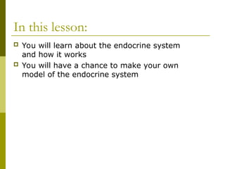 Endocrine-System.ppt hormone and their function | PPT
