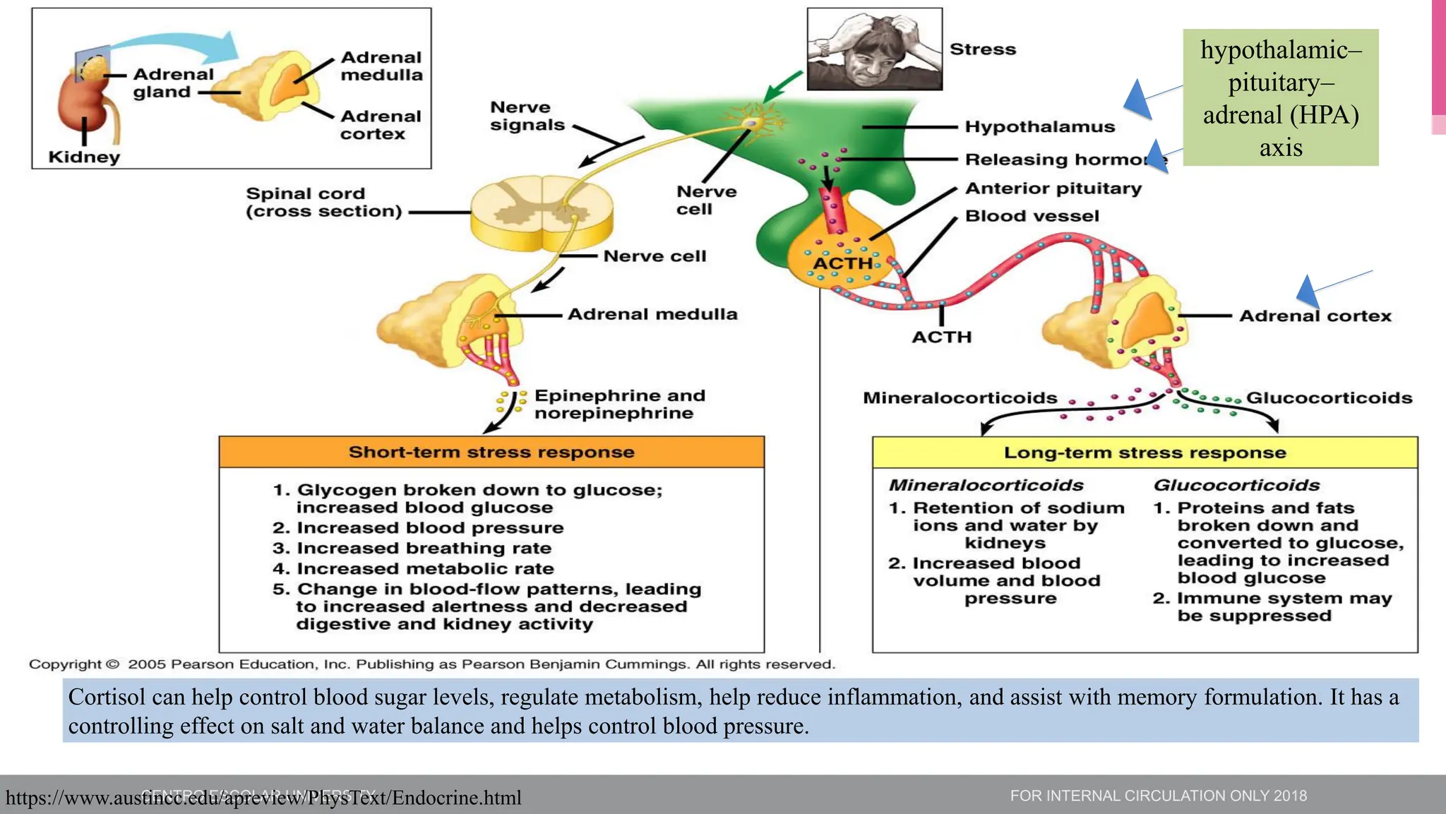 ENDOCRINE-SYSTEM-3.pdf