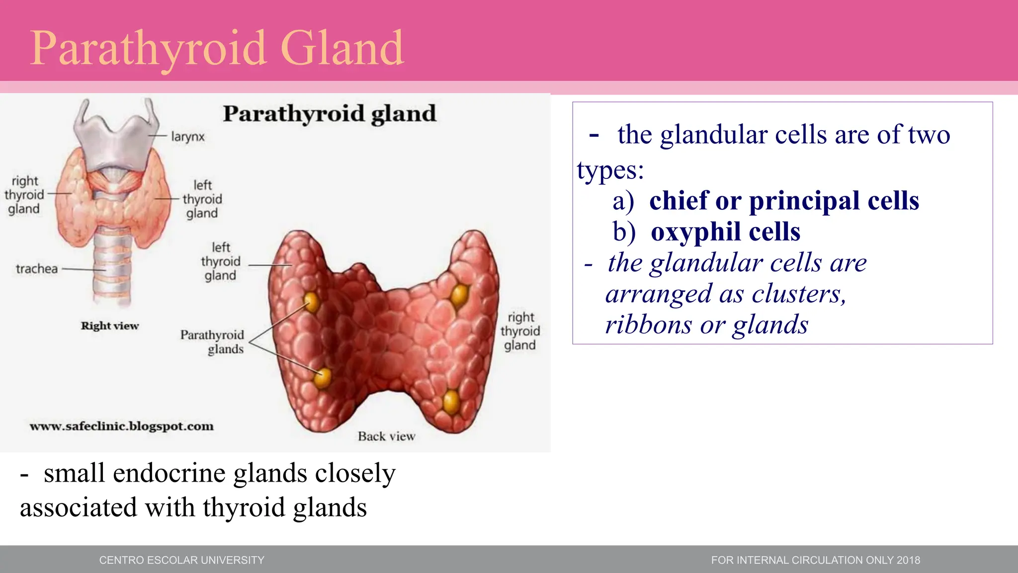 ENDOCRINE-SYSTEM-3.pdf