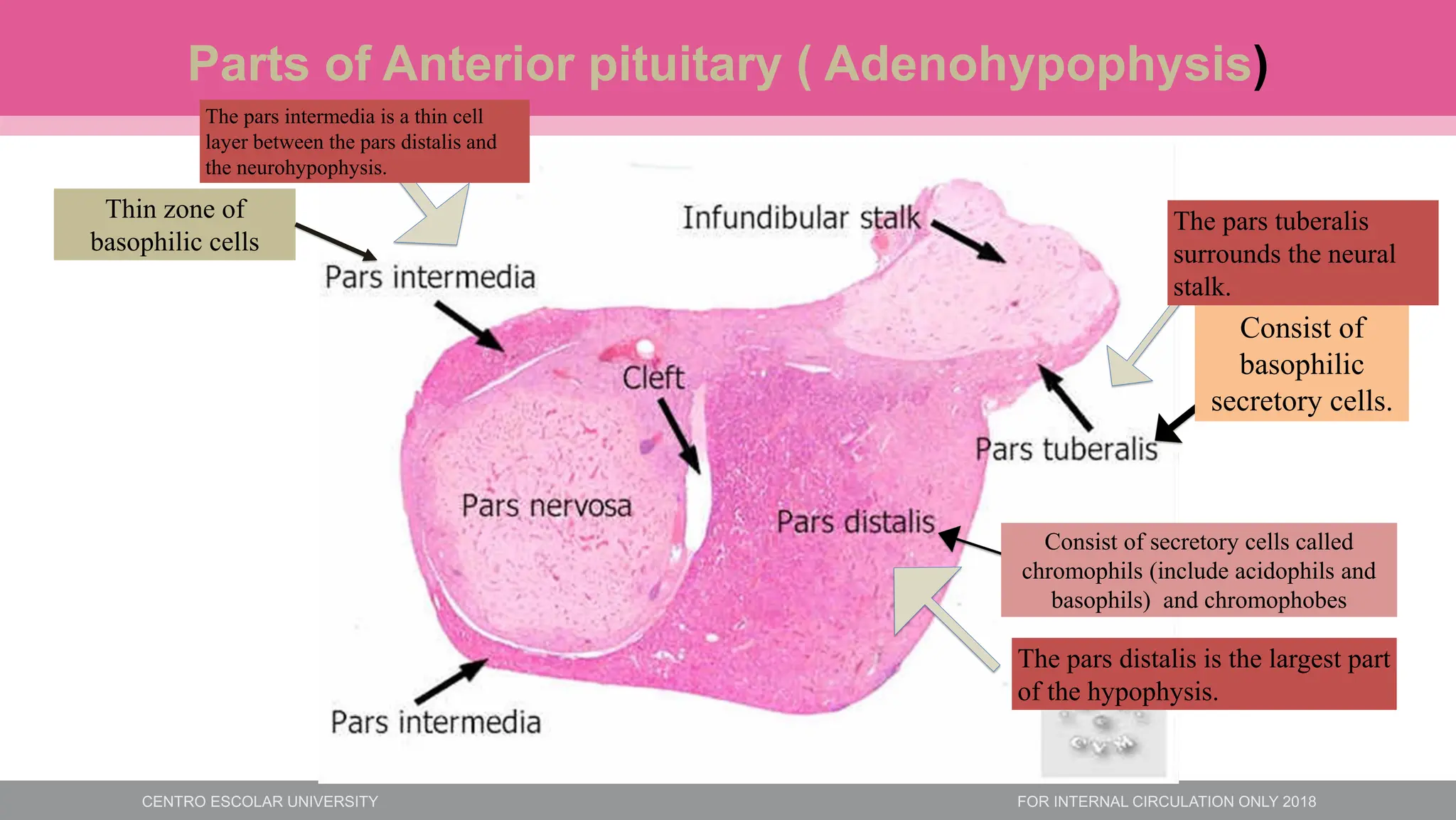 ENDOCRINE-SYSTEM-3.pdf
