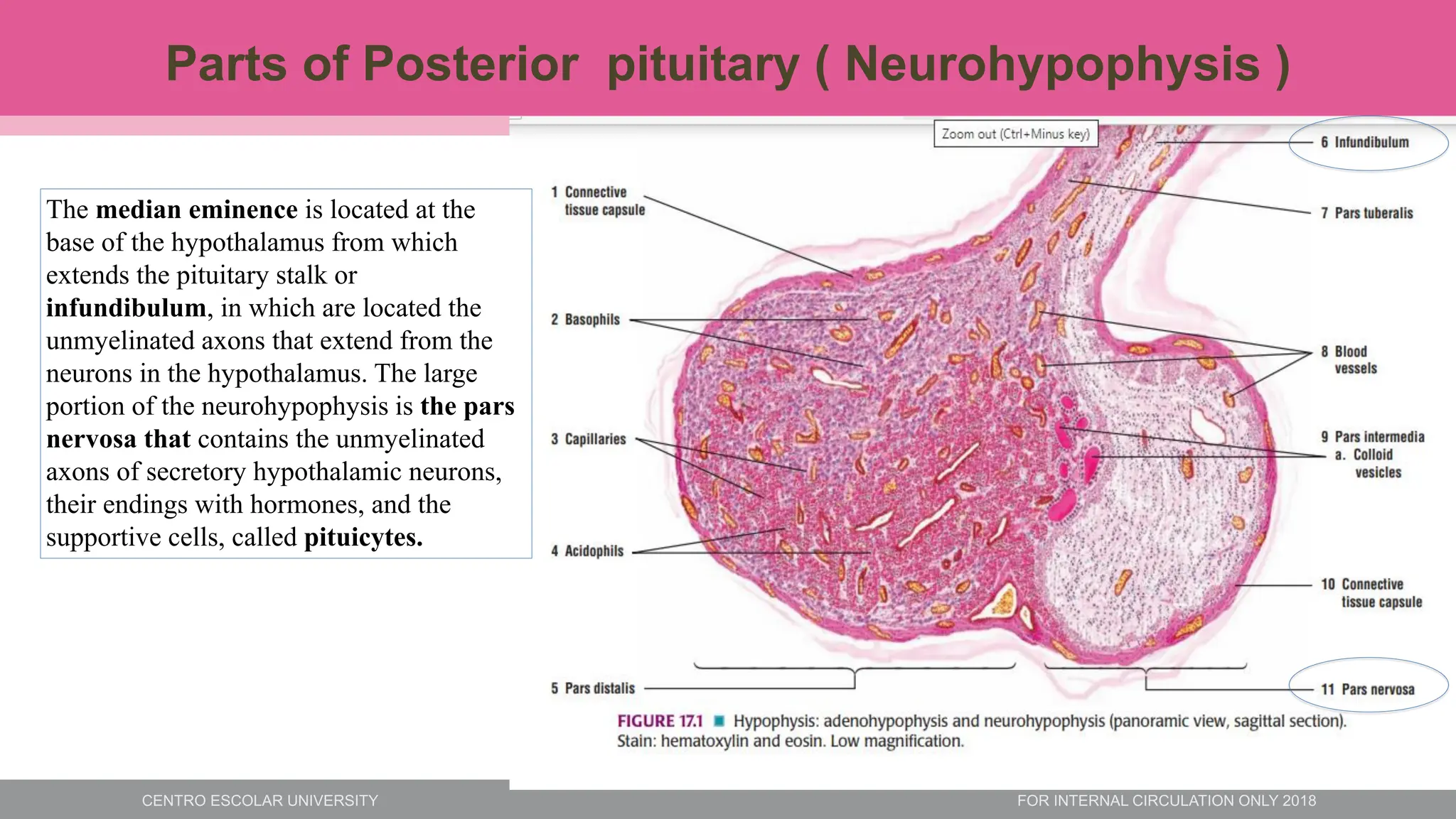 ENDOCRINE-SYSTEM-3.pdf