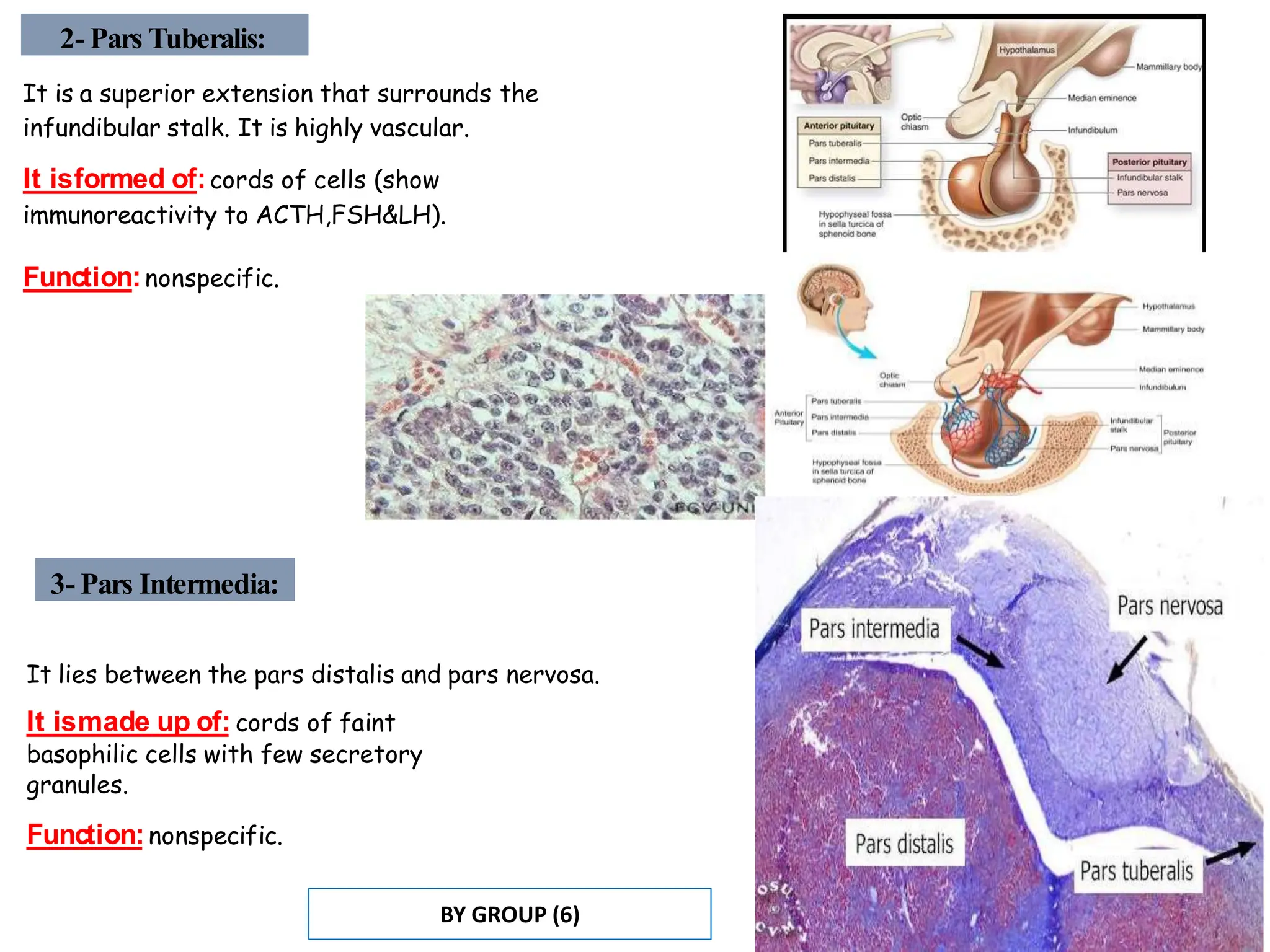 endocrine-System-Group6.pptx