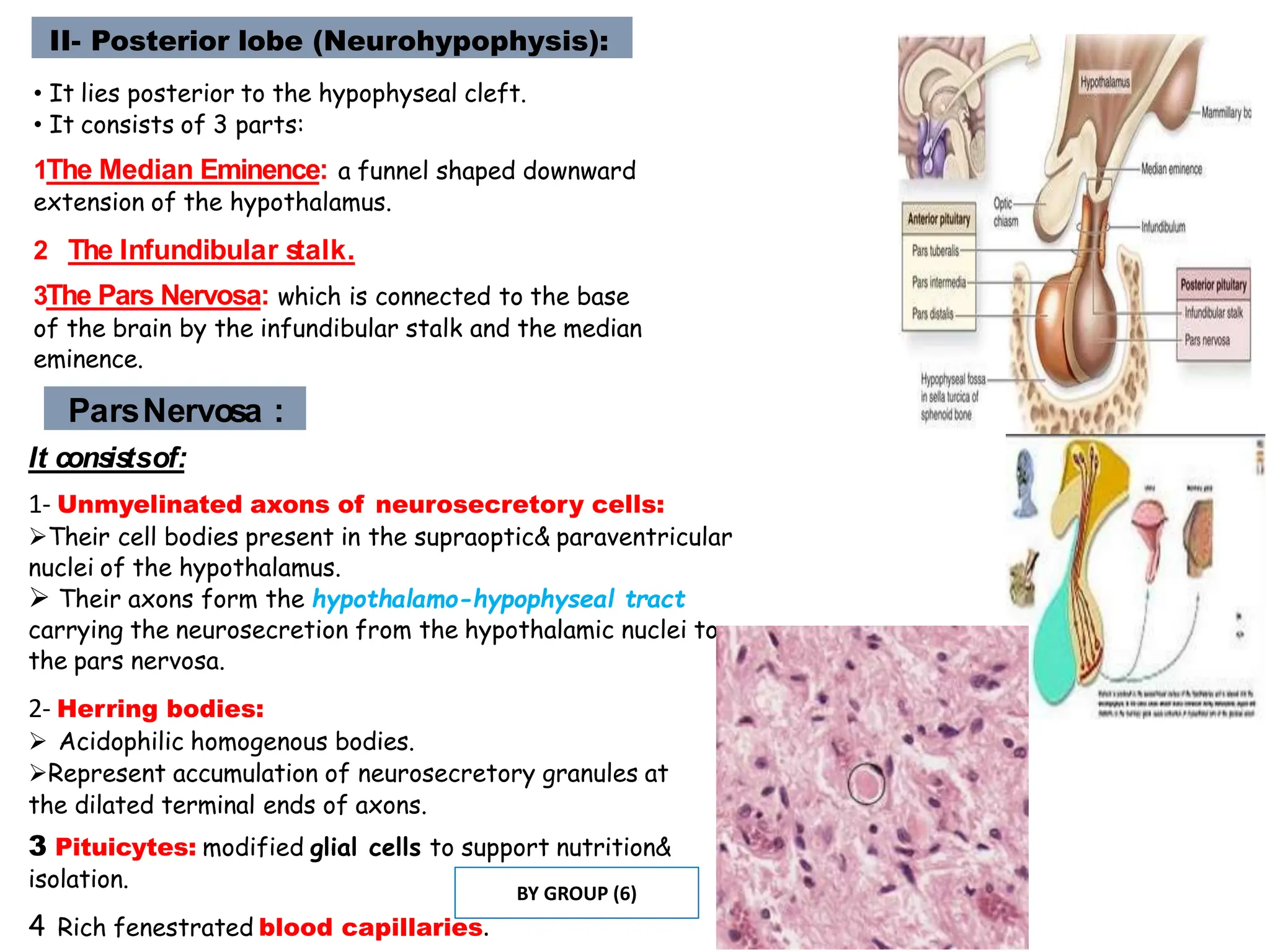 endocrine-System-Group6.pptx