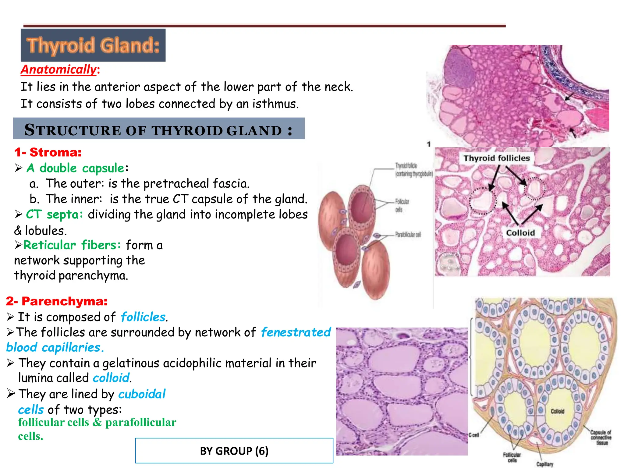 endocrine-System-Group6.pptx