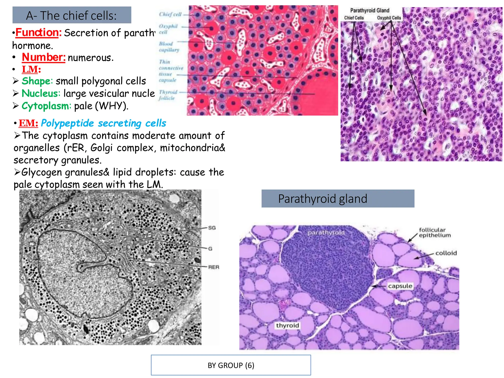 endocrine-System-Group6.pptx