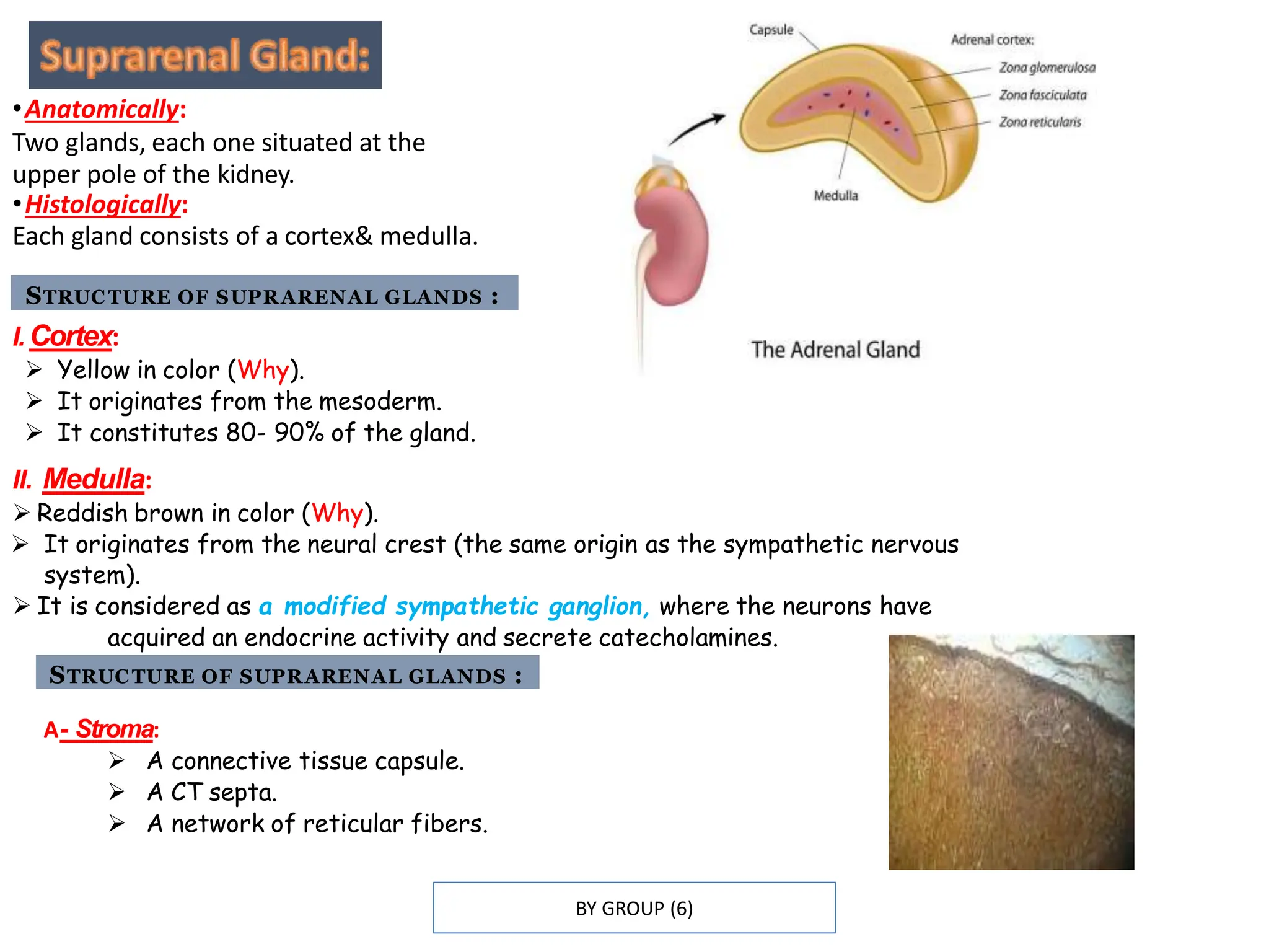endocrine-System-Group6.pptx