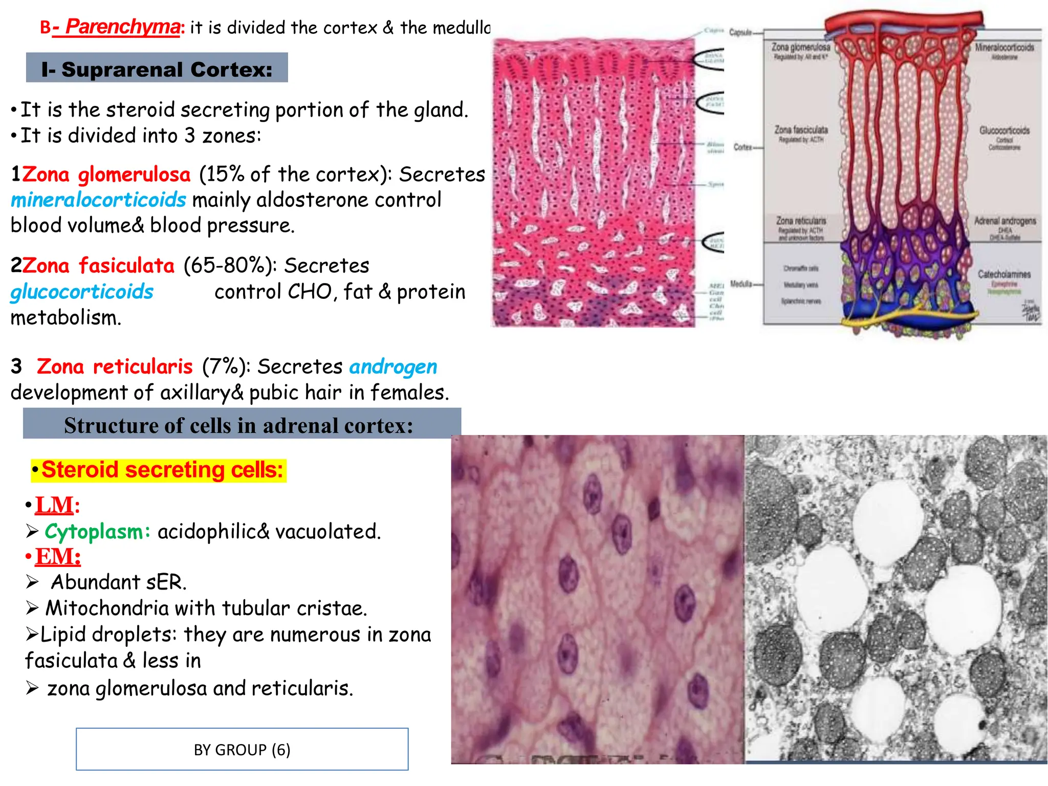 endocrine-System-Group6.pptx