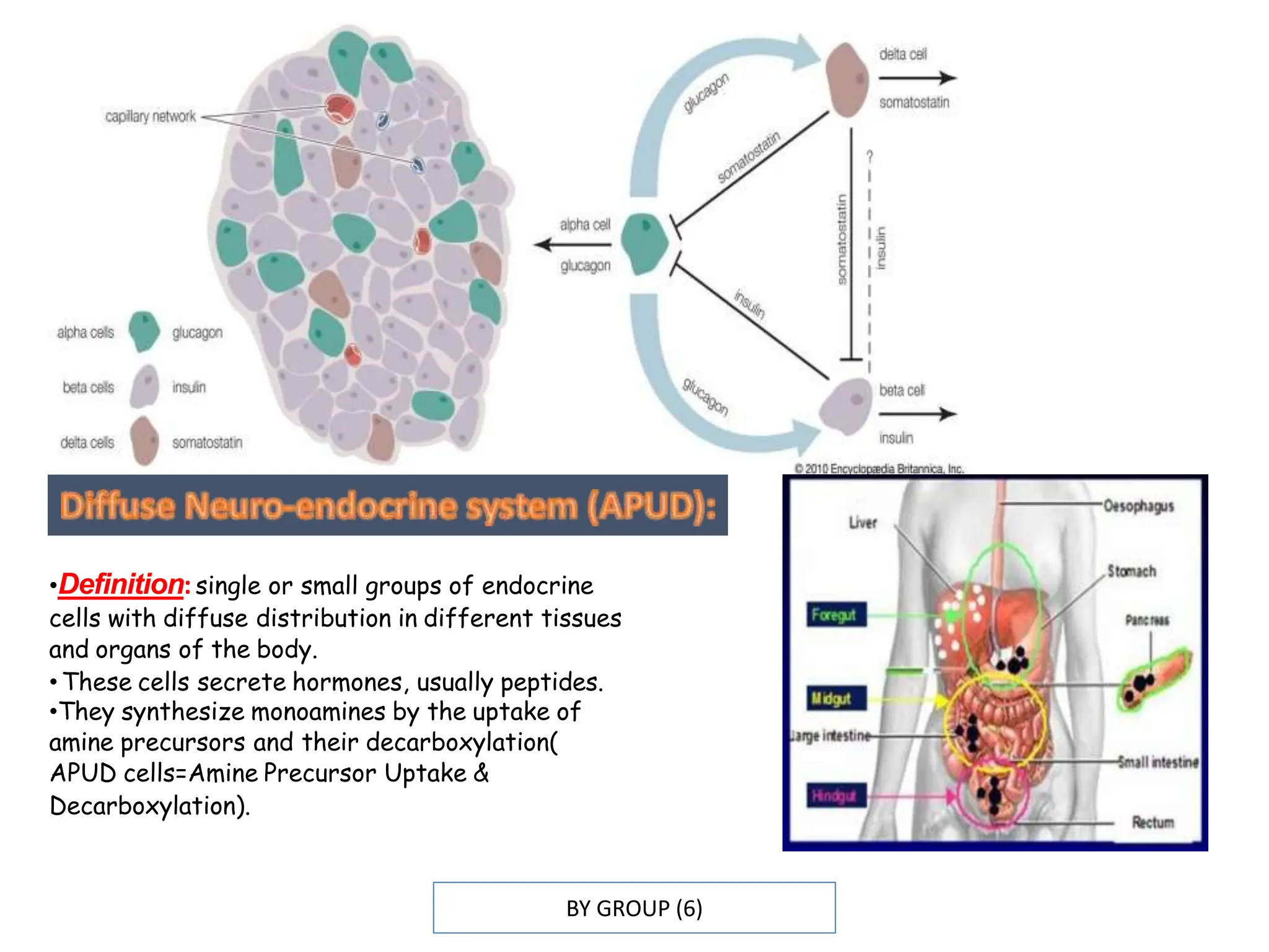 endocrine-System-Group6.pptx