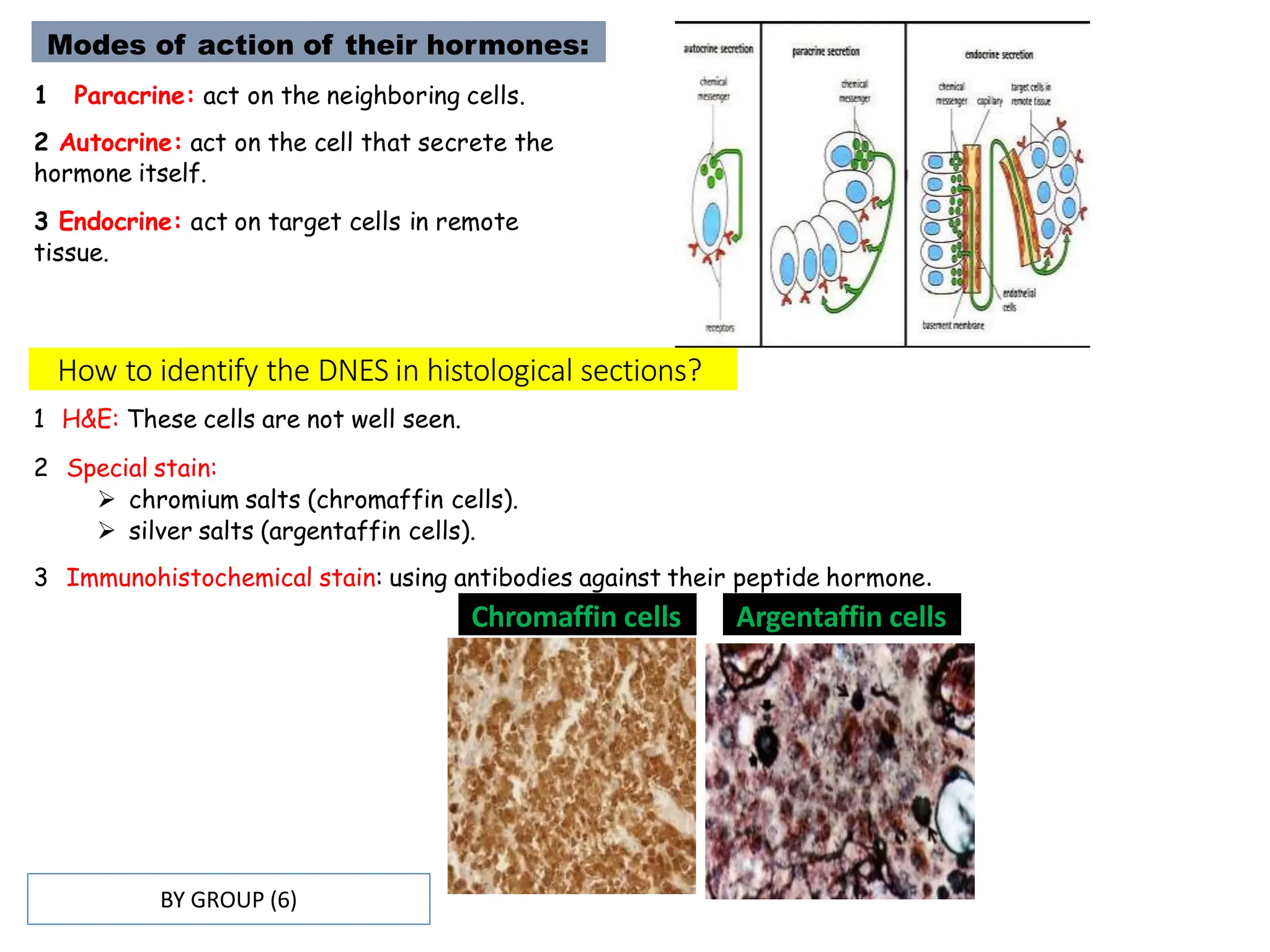 endocrine-System-Group6.pptx