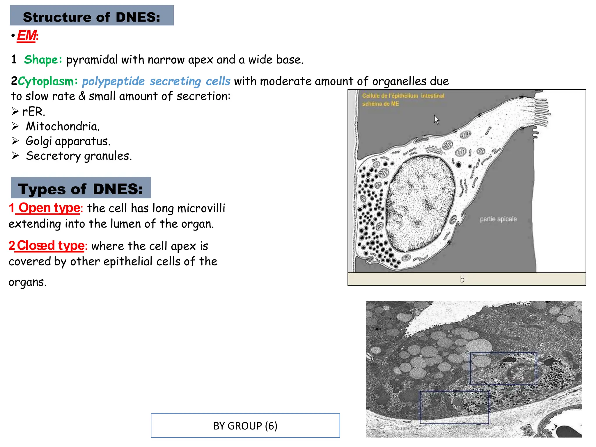 endocrine-System-Group6.pptx