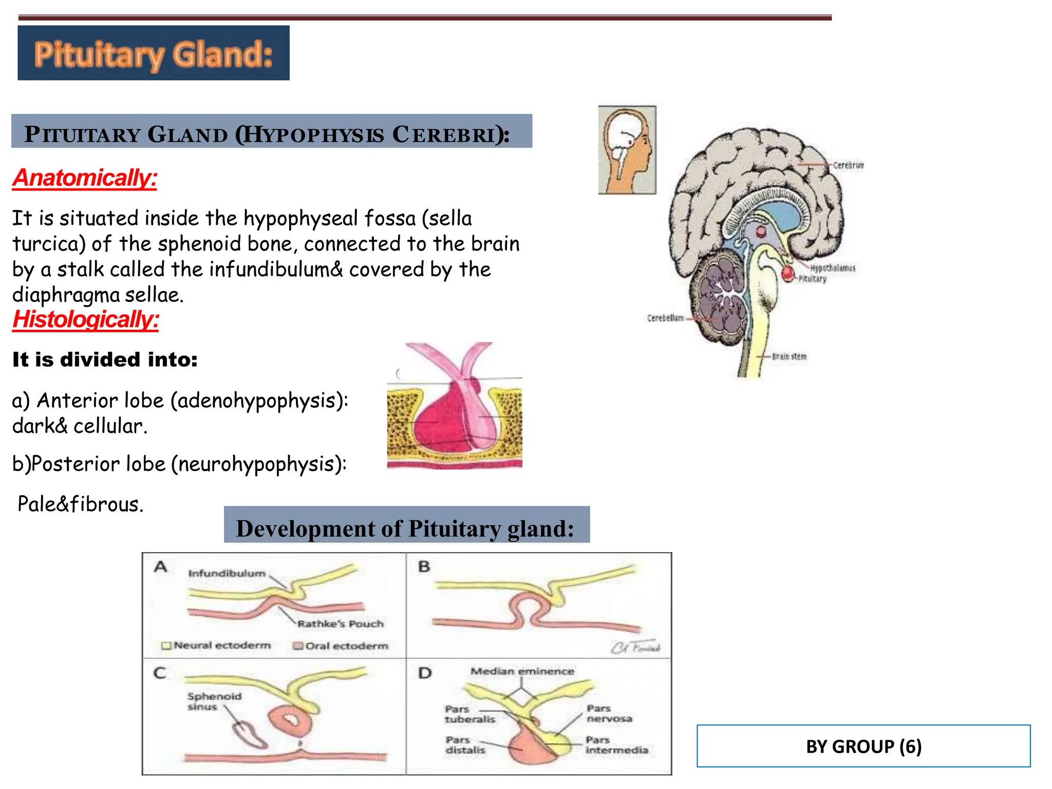 endocrine-System-Group6.pptx