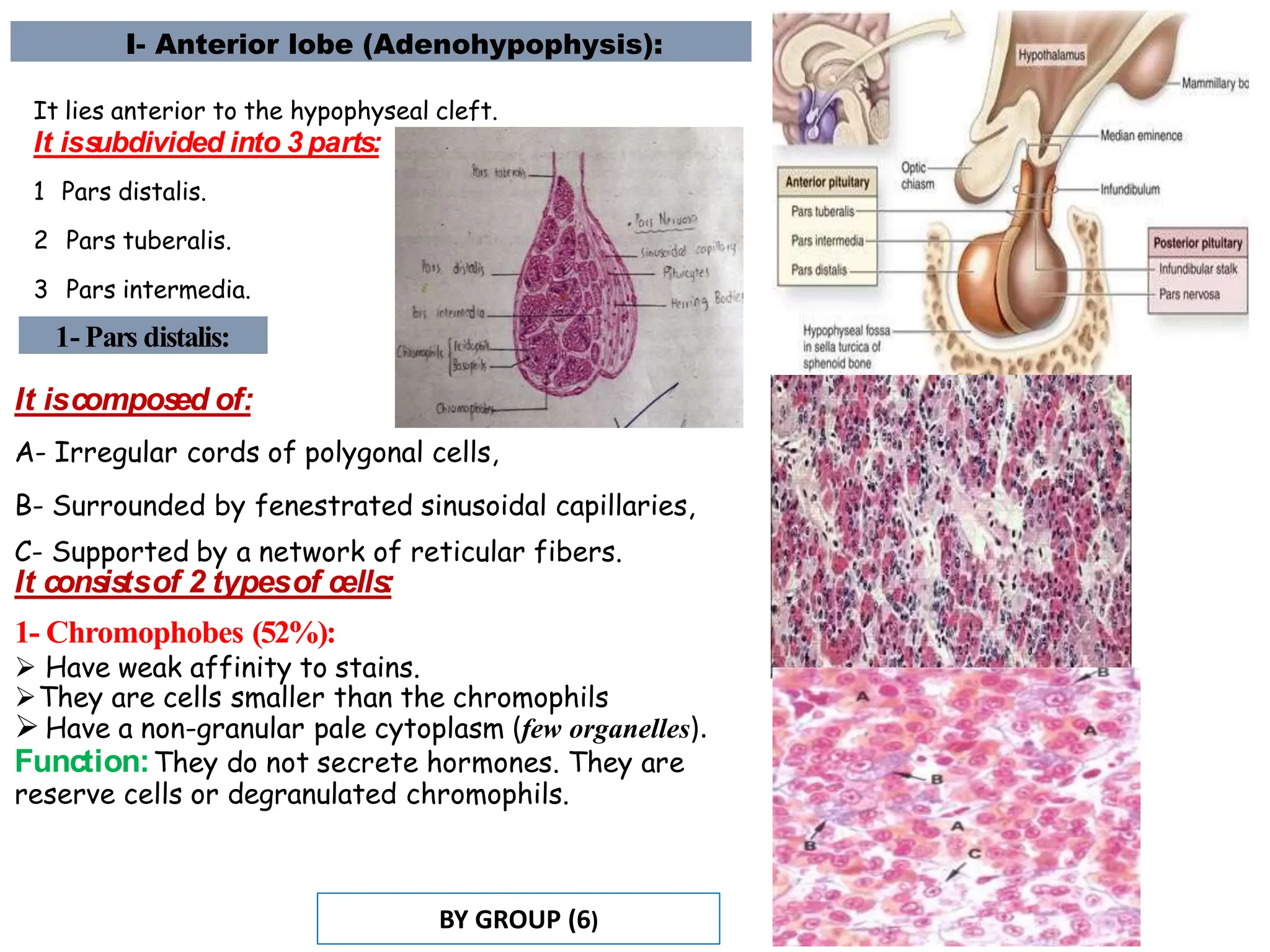 endocrine-System-Group6.pptx