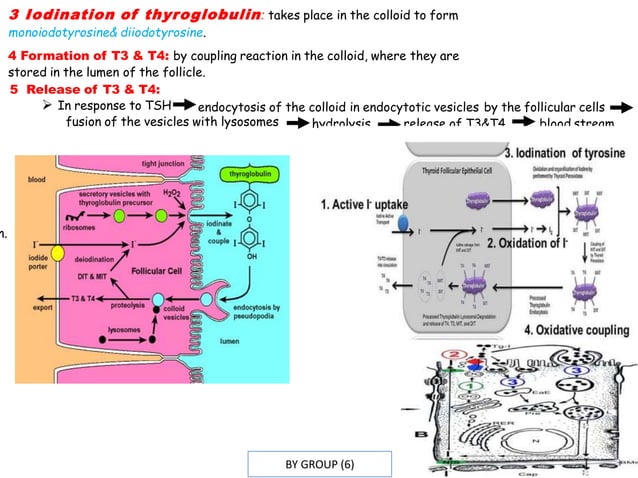 endocrine-System-Group6.pptx