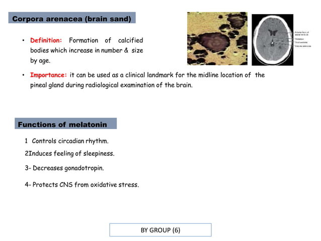 endocrine-System-Group6.pptx
