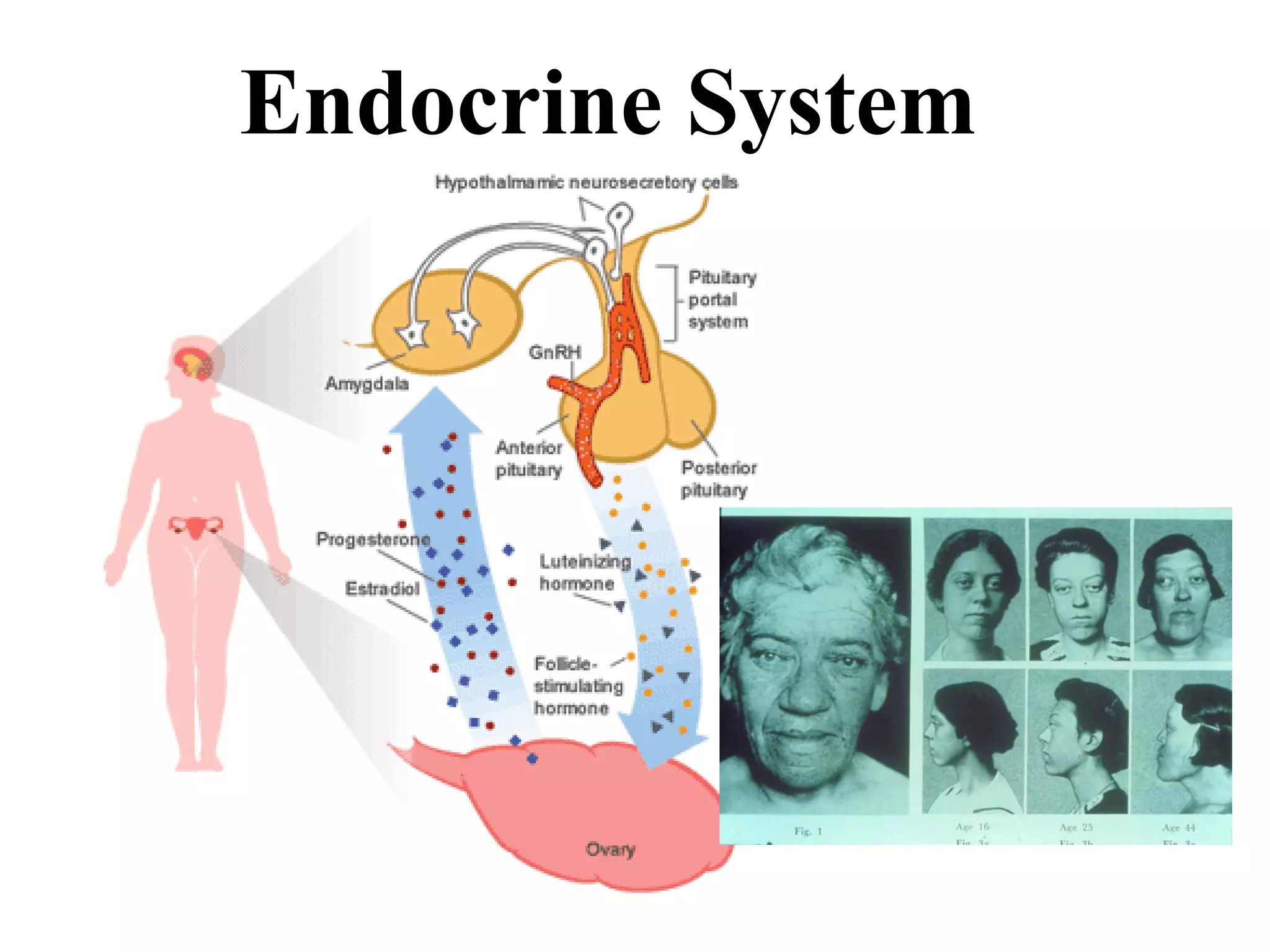 Endocrine system-outline-of-major-players1556 | PPT