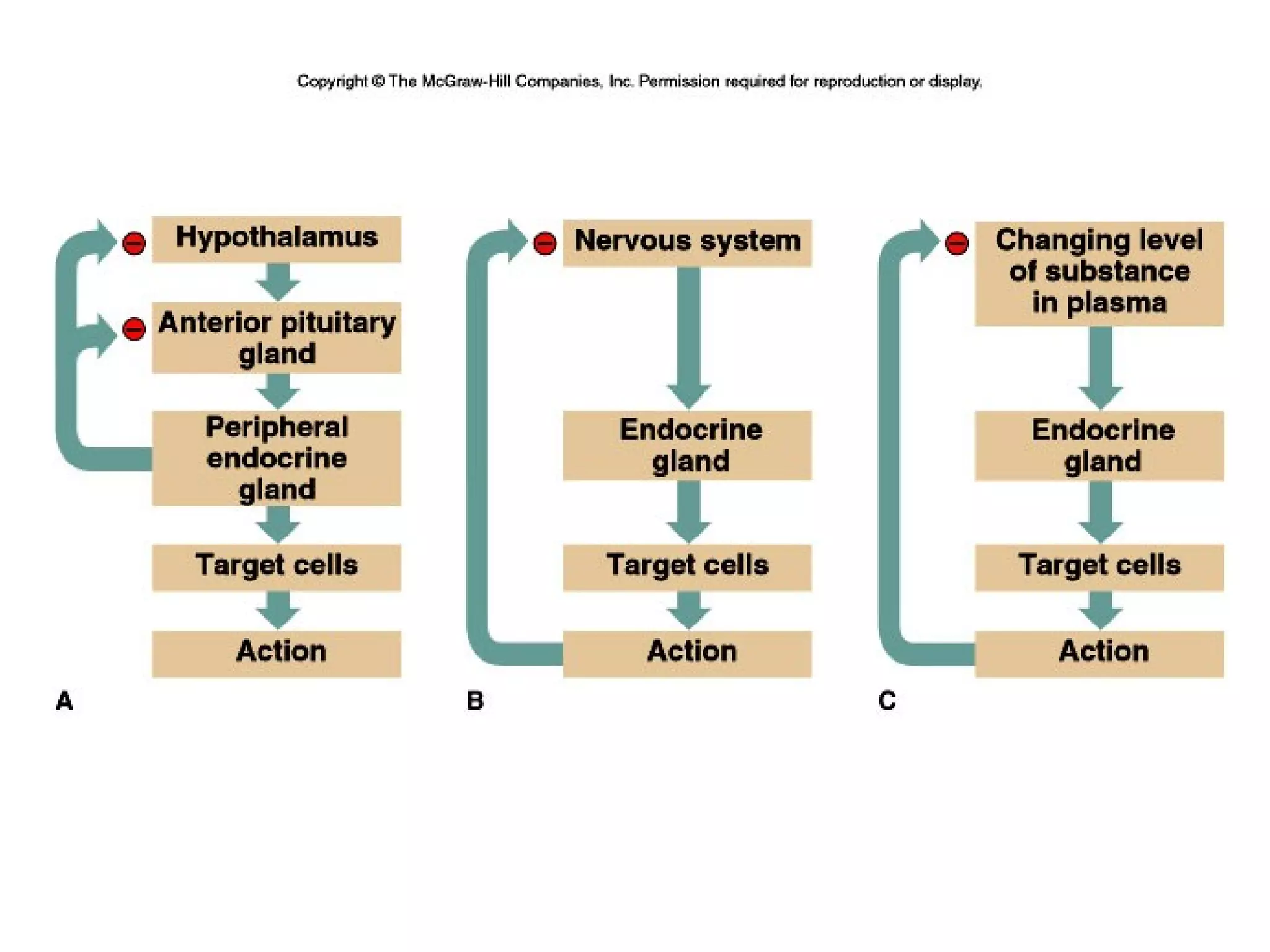 Endocrine system-outline-of-major-players1556 | PPT