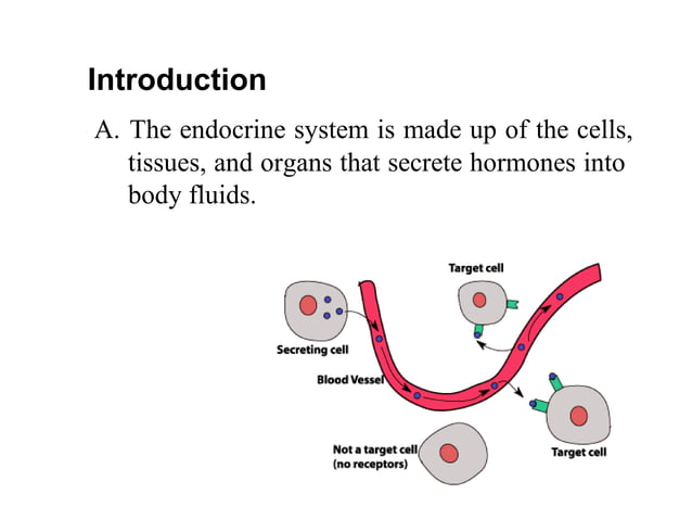 Endocrine system-outline-of-major-players1556 | PPT
