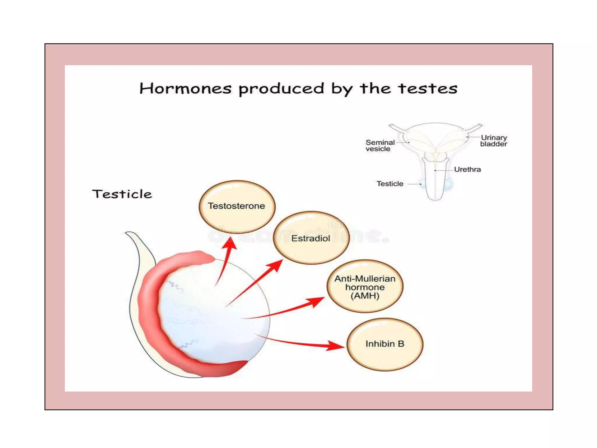 endocrine-system-PPT.pptx