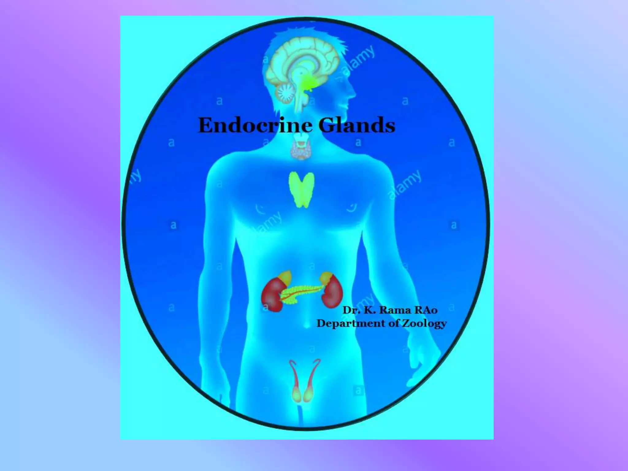 Endocrine Glands (Structure and Function) | PPTX
