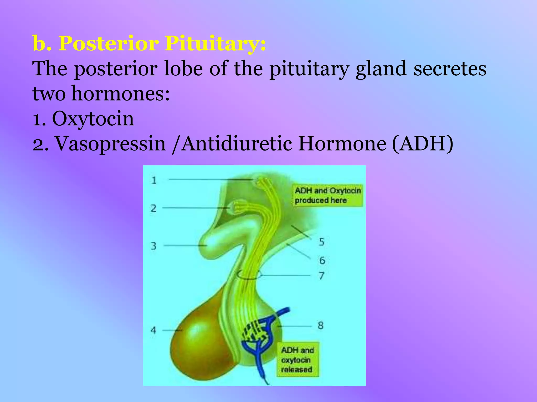 Endocrine Glands (Structure and Function) | PPTX