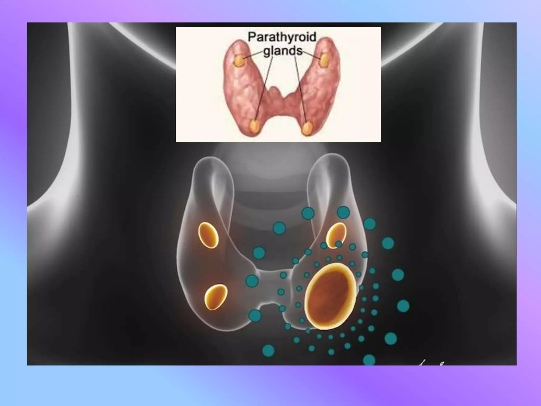 Endocrine Glands (Structure and Function) | PPTX