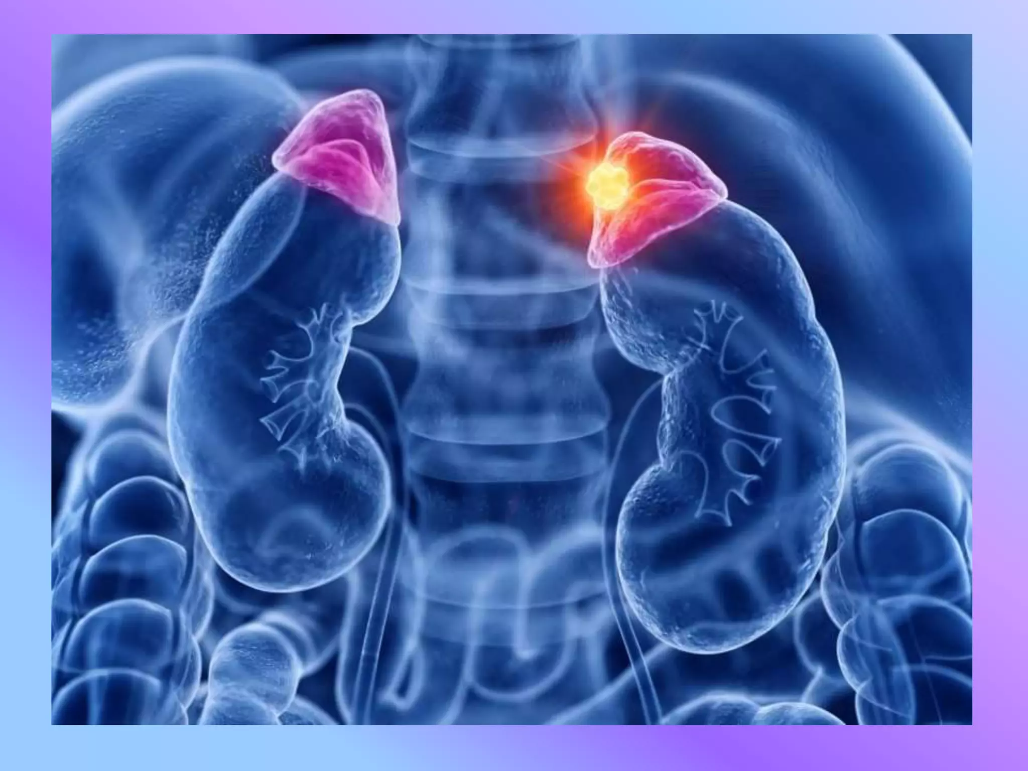 Endocrine Glands (Structure and Function) | PPTX
