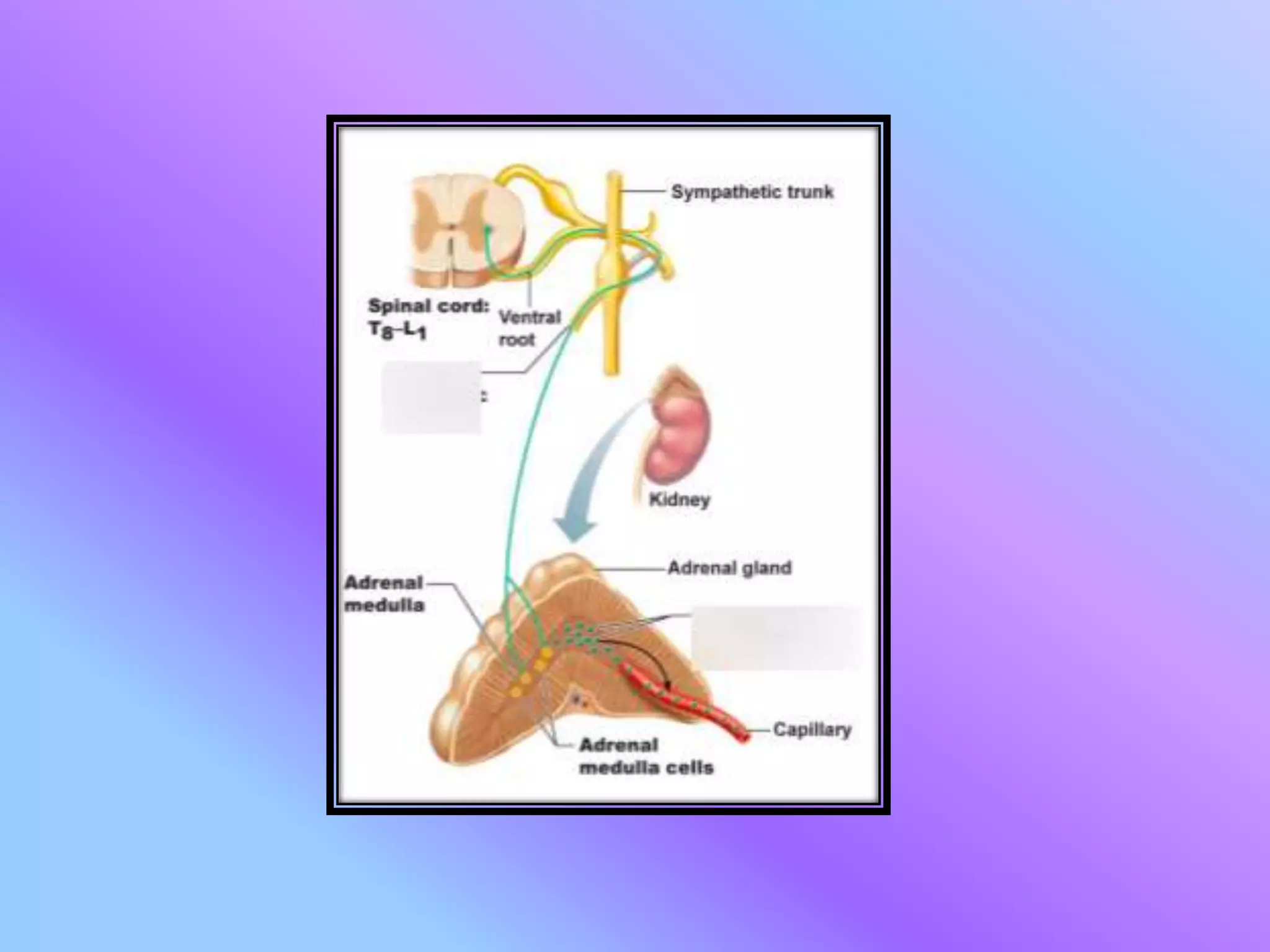 Endocrine Glands (Structure and Function) | PPTX