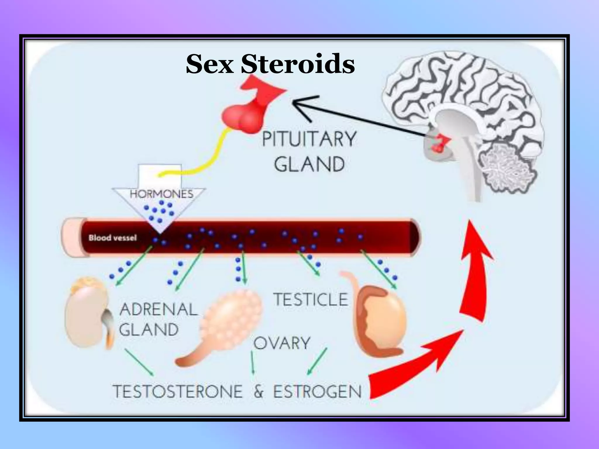 Endocrine Glands Structure And Function Pptx 8351