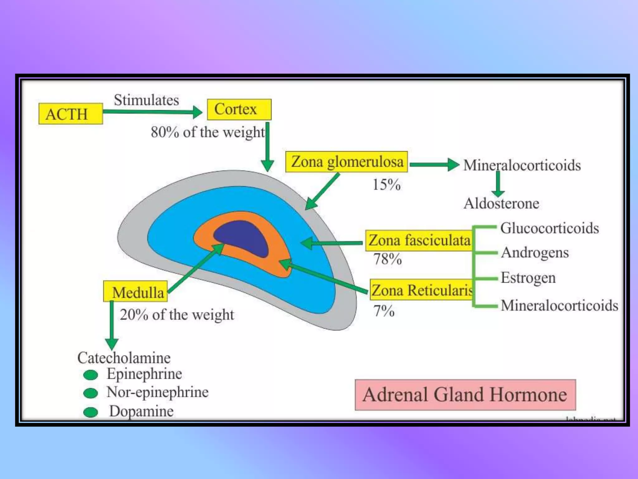 Endocrine Glands (Structure and Function) | PPTX