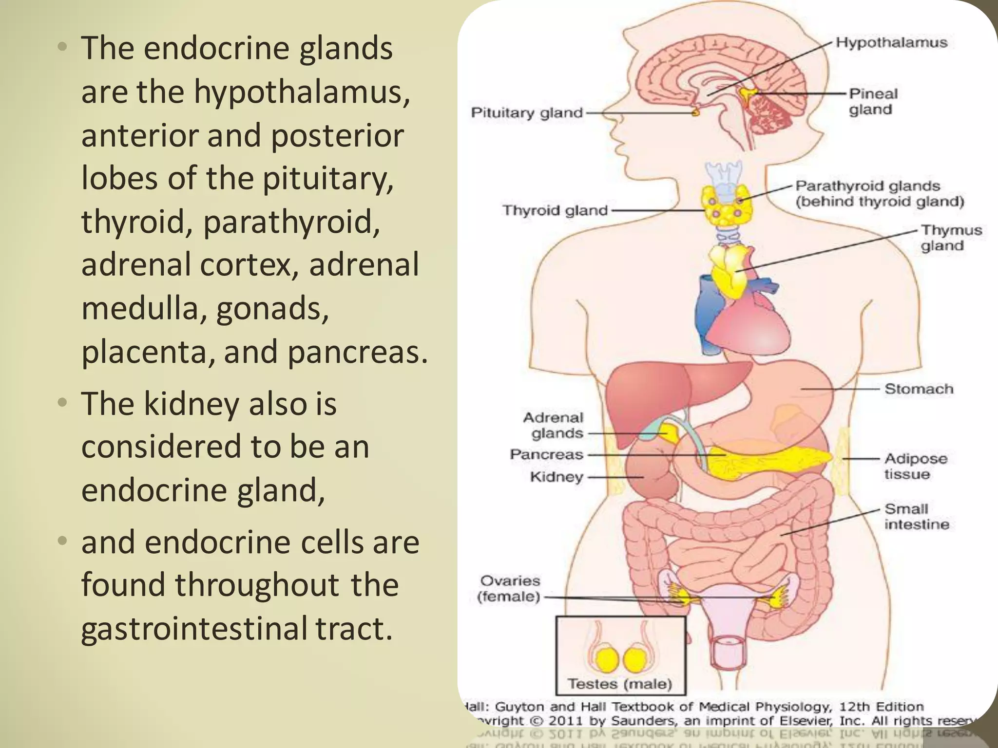 endocrine 1.pdf