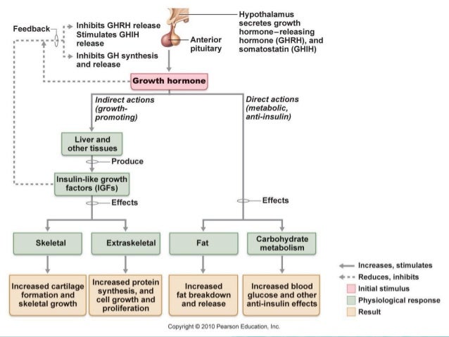 Pathophysiology of the endocrine system. General adaptation syndrome.…