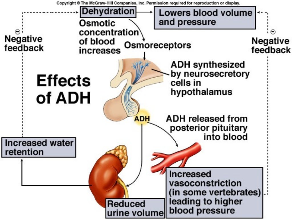 Pathophysiology of the endocrine system. General adaptation syndrome.…