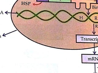 Endocrine Glands and Structure and Function | PPTX