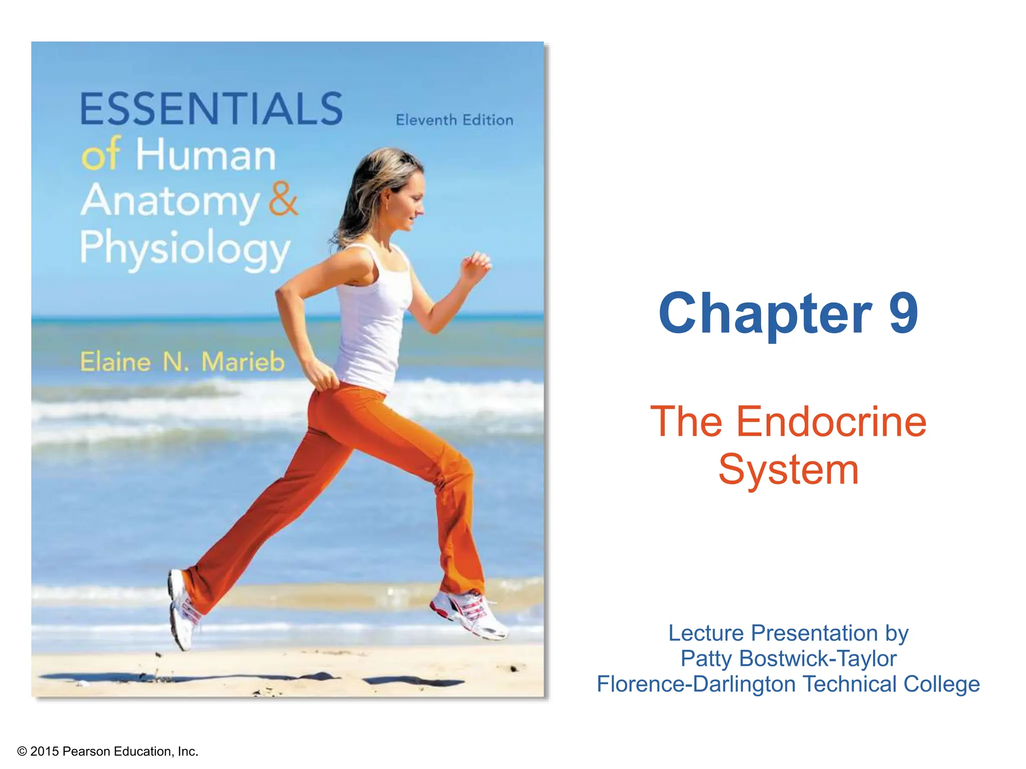 Endocrine system PowerPoint presentation | PPT