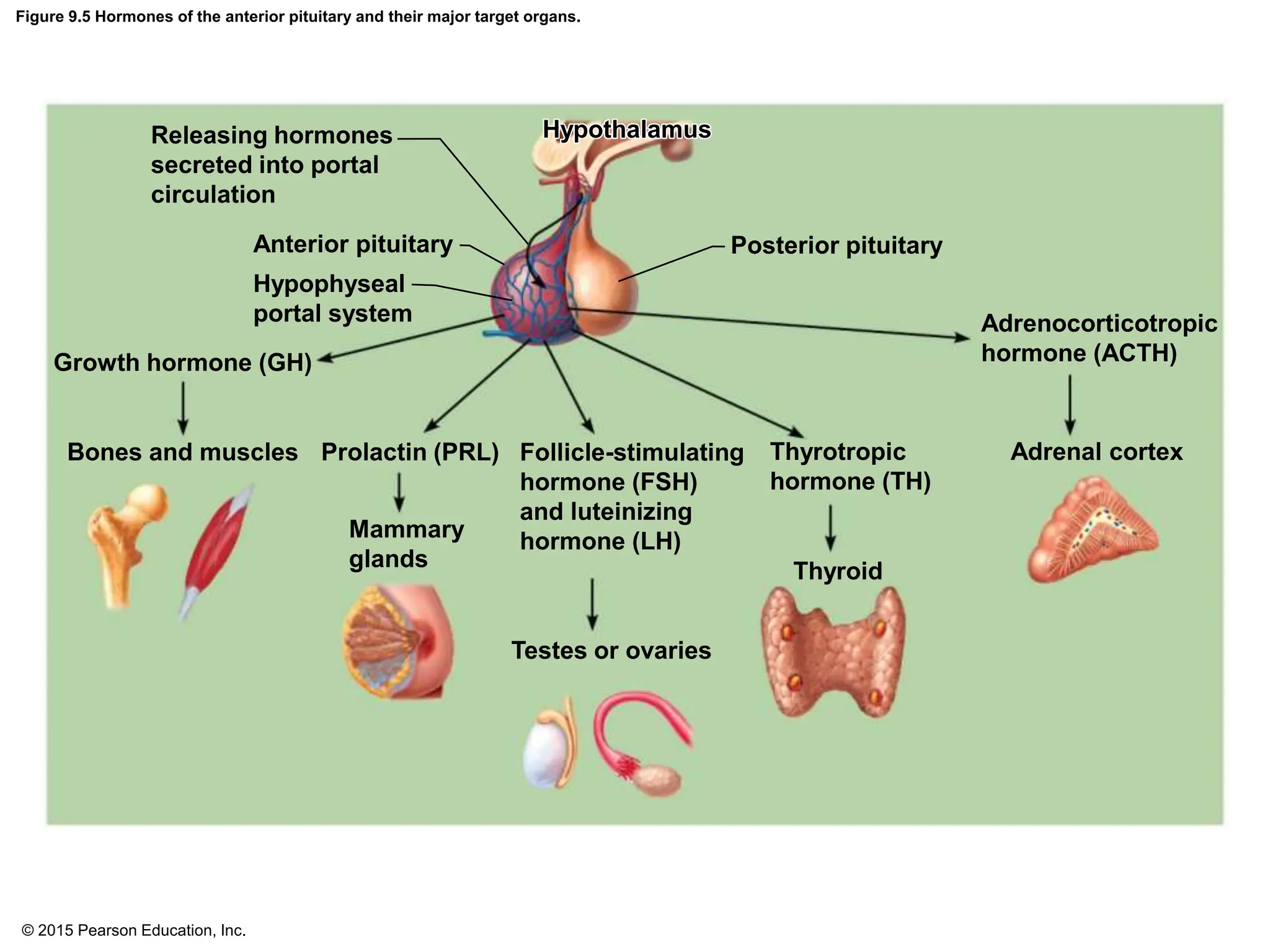 Endocrine system PowerPoint presentation | PPT